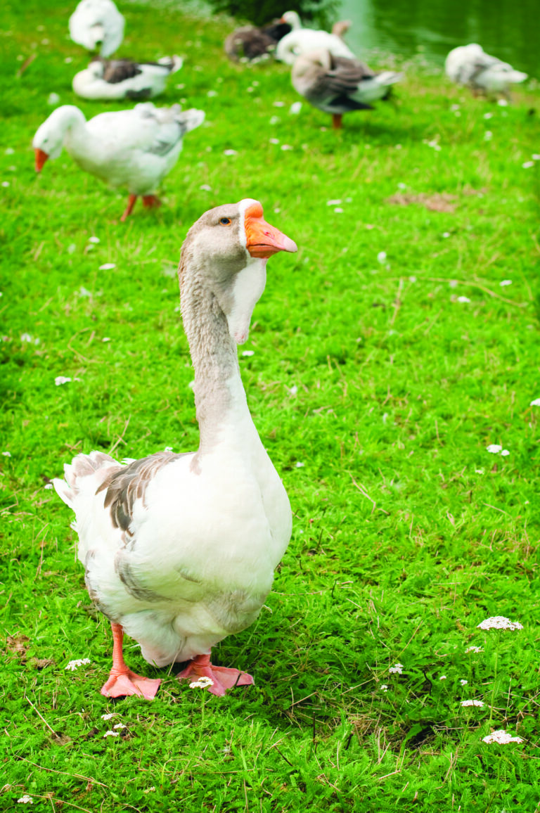 Practical Uses for Domesticated Geese - Backyard Poultry